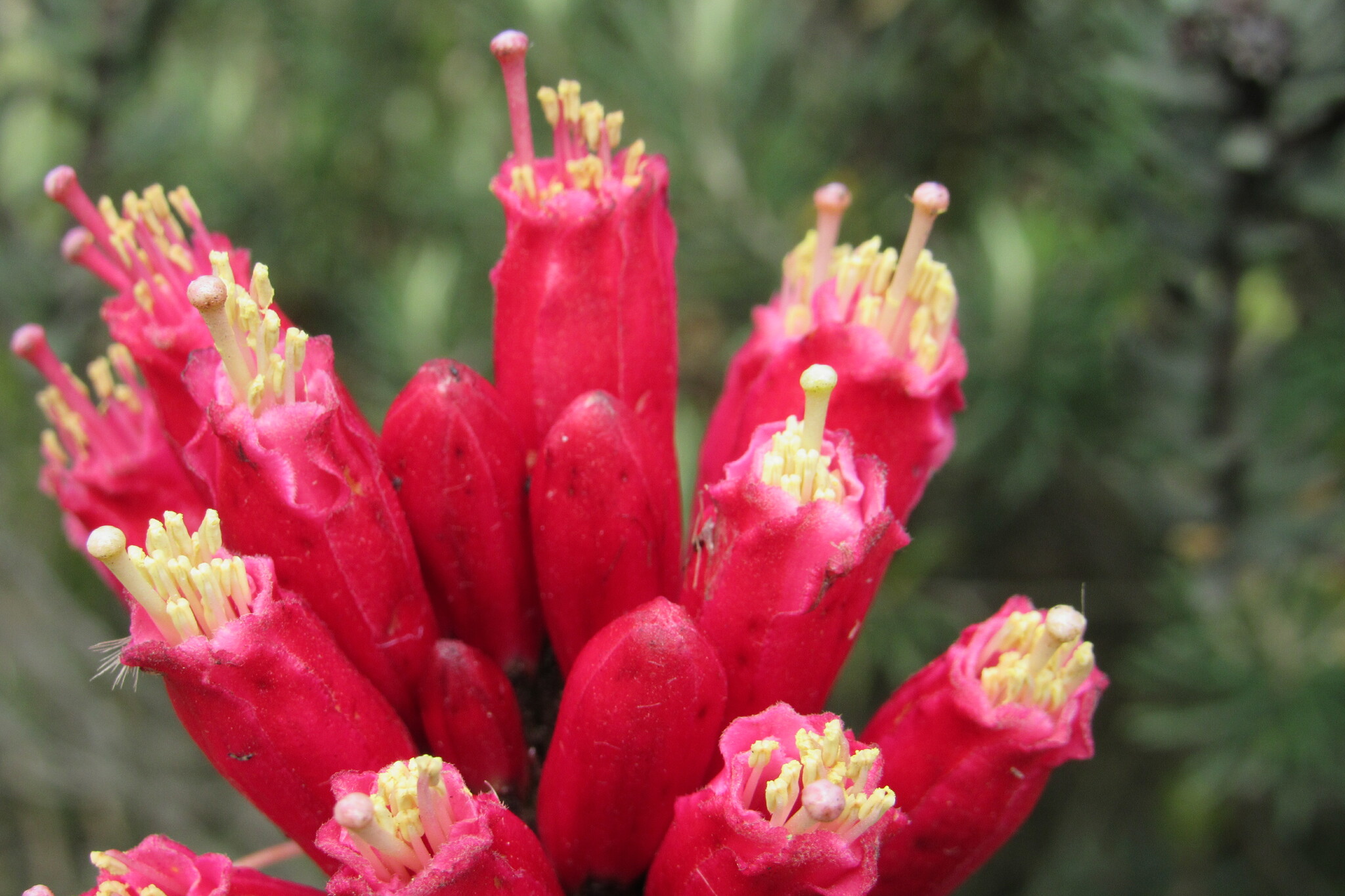 Bejaria resinosa Mutis ex L.fil.