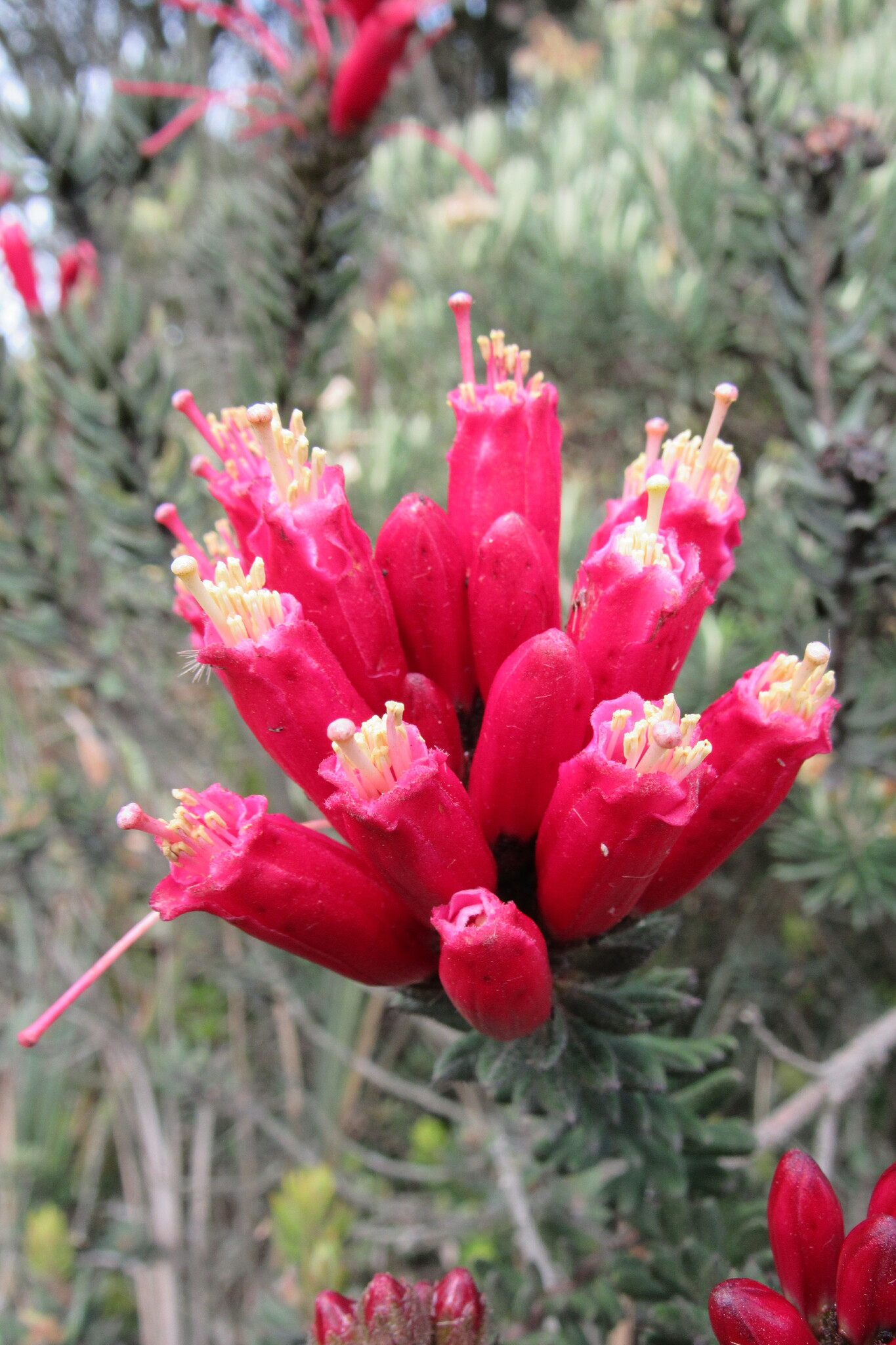 Bejaria resinosa Mutis ex L.fil.
