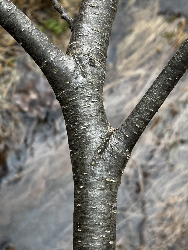 swamp alder (Alnus incana rugosa) - Botanical Realm