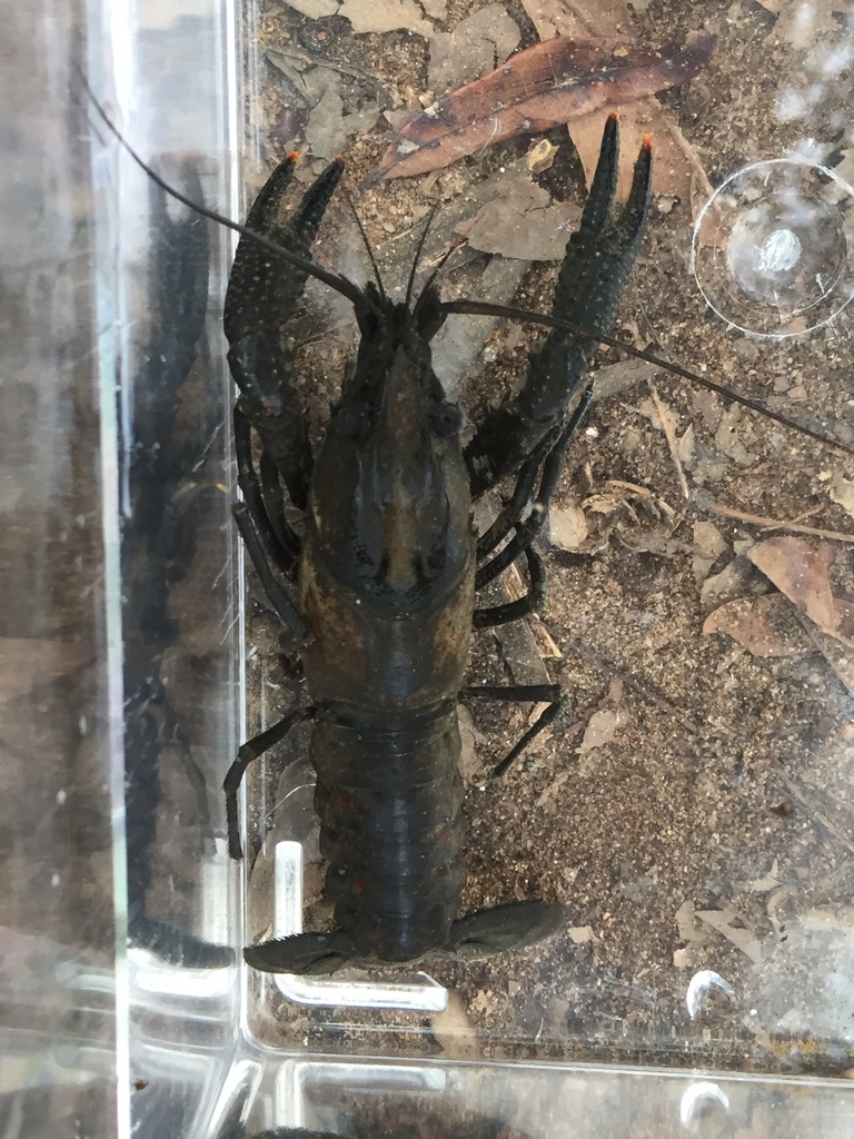 Disjunct Crayfish (Crayfishes of Georgia) · iNaturalist