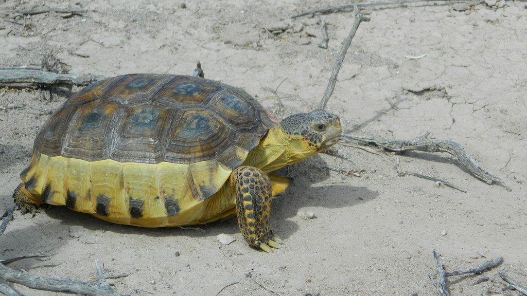 Bolson Tortoise in September 2015 by Estefania Garduño · iNaturalist