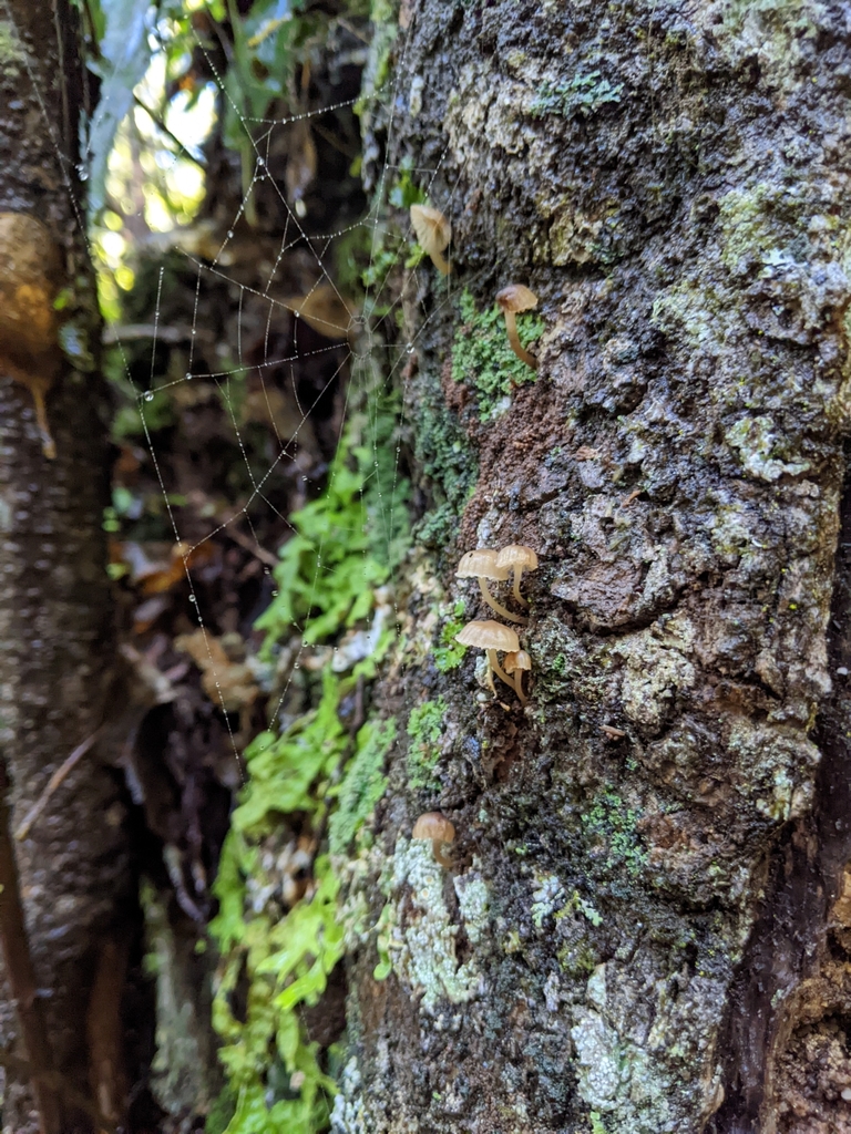 Bonnets from Upper Waitati, New Zealand on July 23, 2022 at 10:52 AM by ...