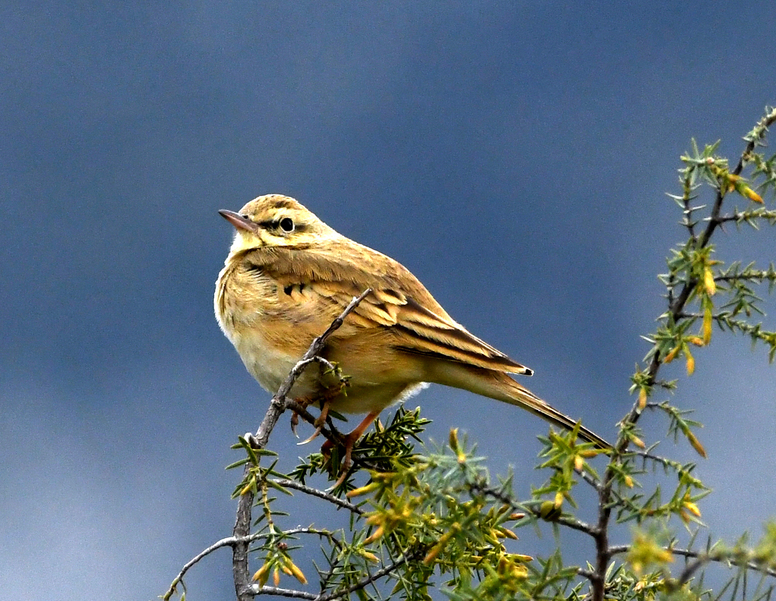 Anthus campestris (Linnaeus, 1758)