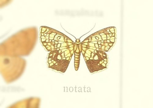 Chrysocraspeda notata · NaturaLista Colombia