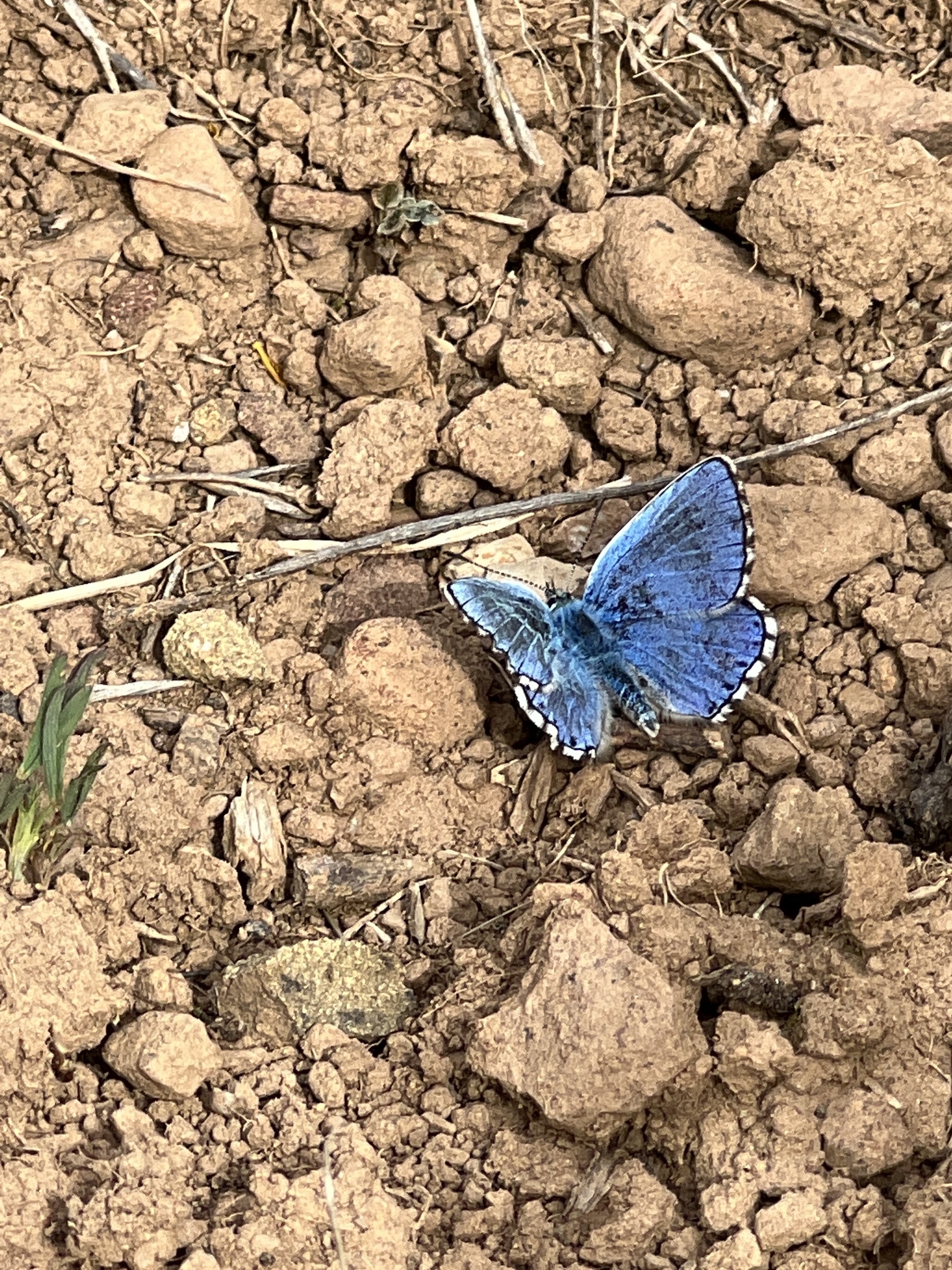 Lysandra Hemming, 1933