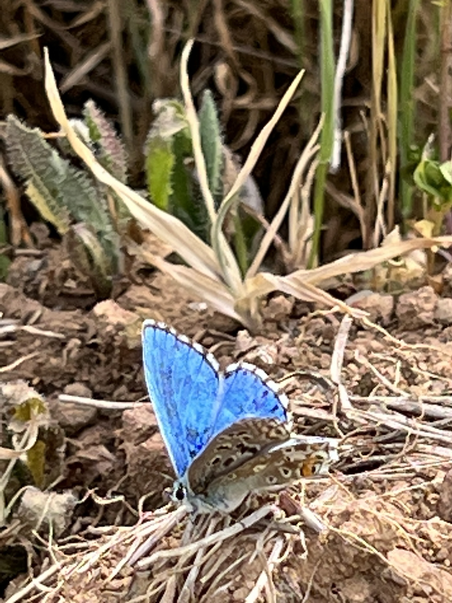 Lysandra Hemming, 1933