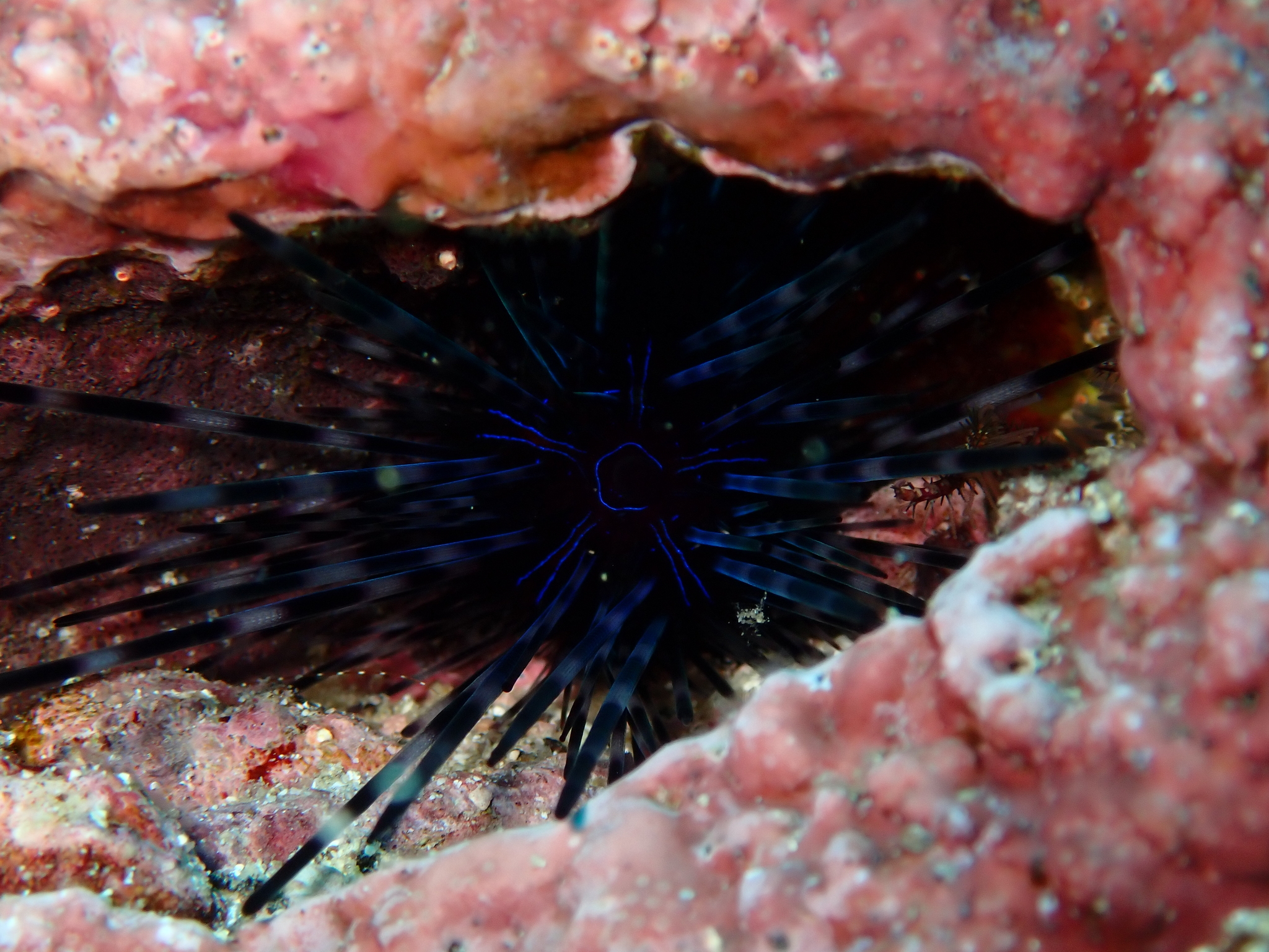 Diadema mexicanum A.Agassiz, 1863