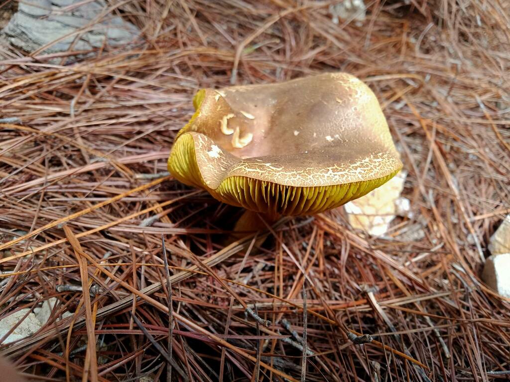 Phylloporus from Dos Aguas, Mich., México on July 2, 2022 at 12:09 PM ...