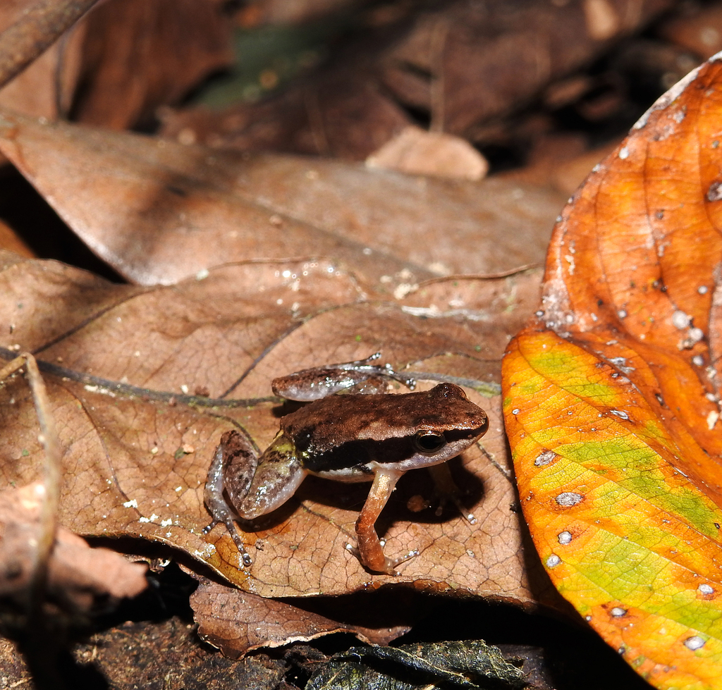 Allobates olfersioides (Anfíbios e répteis do Parque Nacional da Tijuca ...