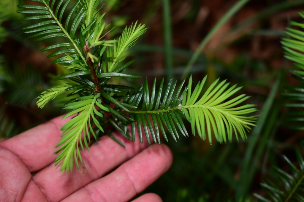 Florida yew in April 2023 by Joey Santore · iNaturalist