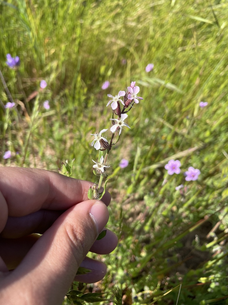 Small-flowered Catchfly from Fort Ord National Monument, Marina, CA, US ...