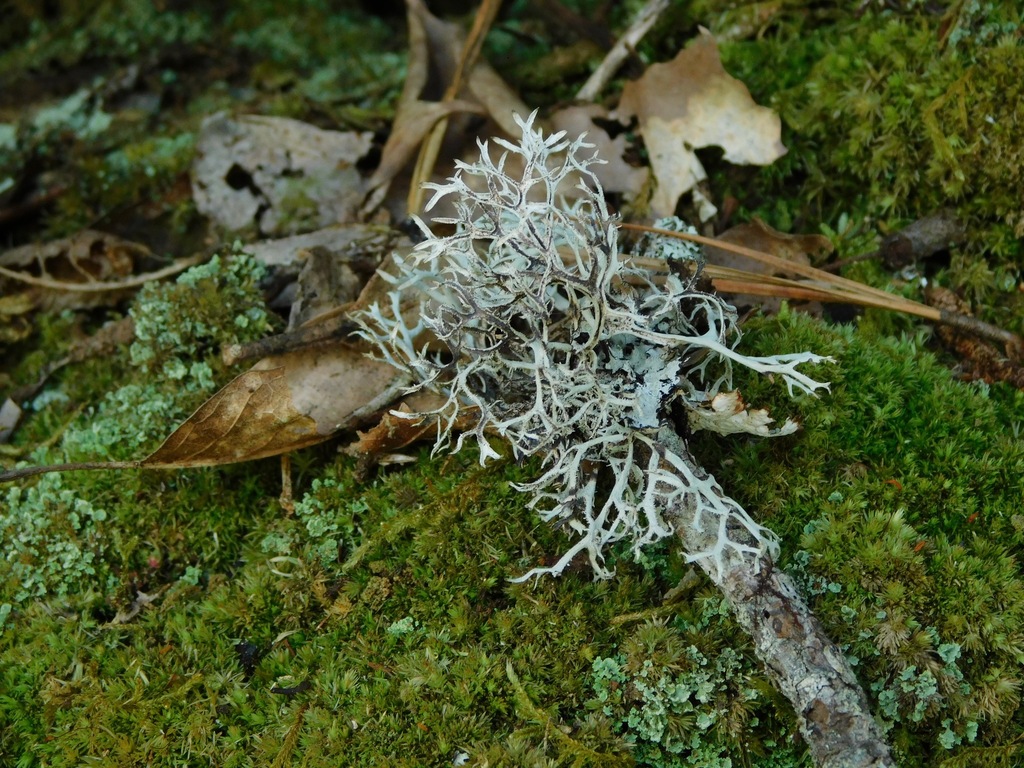 Common Antler Lichen in April 2023 by mjpapay · iNaturalist