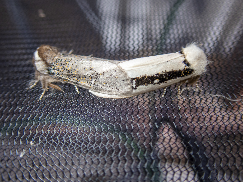 Boisduval's Autumn Moth from Won Wron VIC 3971, Australia on April 09 ...