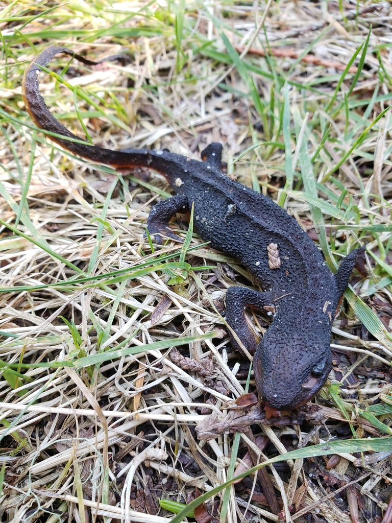 Rough-skinned Newt from Garden Bay on April 12, 2023 at 02:18 PM by Syd ...
