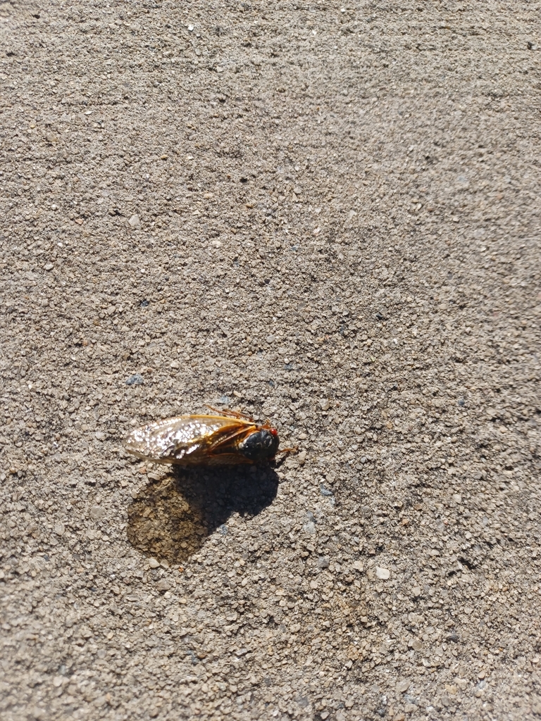 Periodical Cicadas from Milledgeville, GA, USA on April 12, 2023 at 05: ...