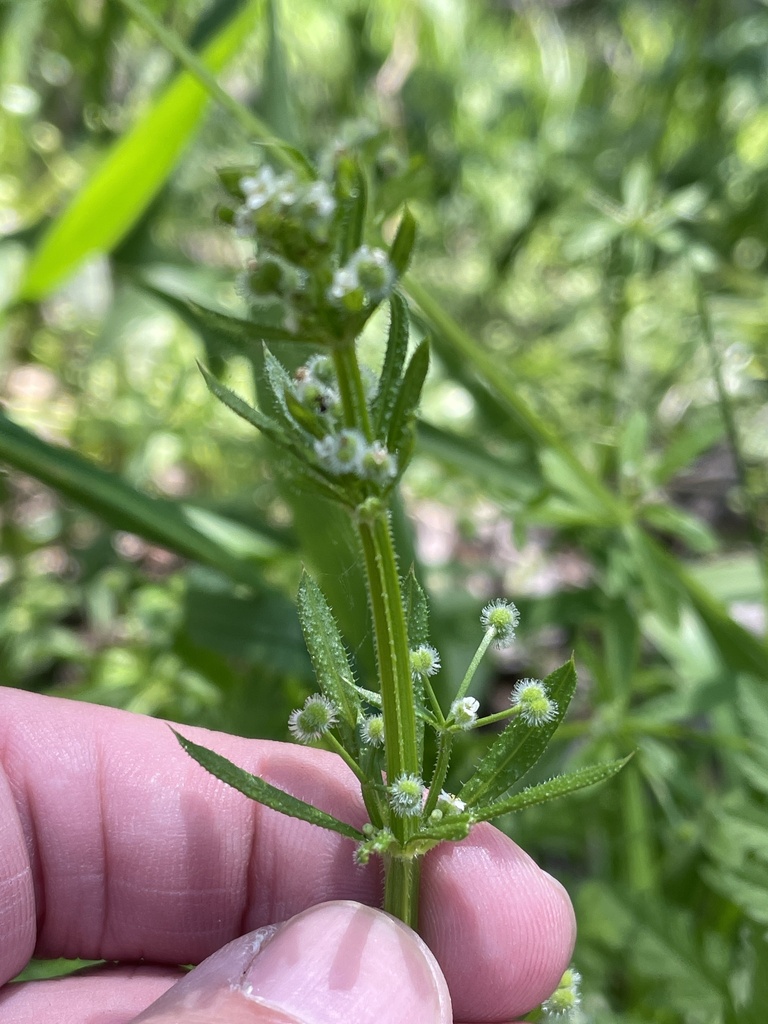 catchweed bedstraw from City Park, Stephenville, TX, US on April 12 ...