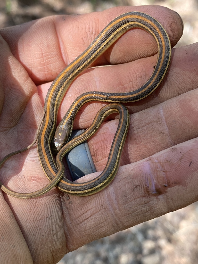 Western Ribbon Snake from Abilene State Park, Tuscola, TX, US on April ...