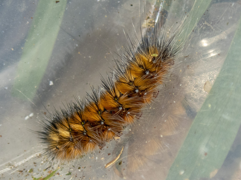 Anthela repleta from Won Wron VIC 3971, Australia on November 22, 2021 ...