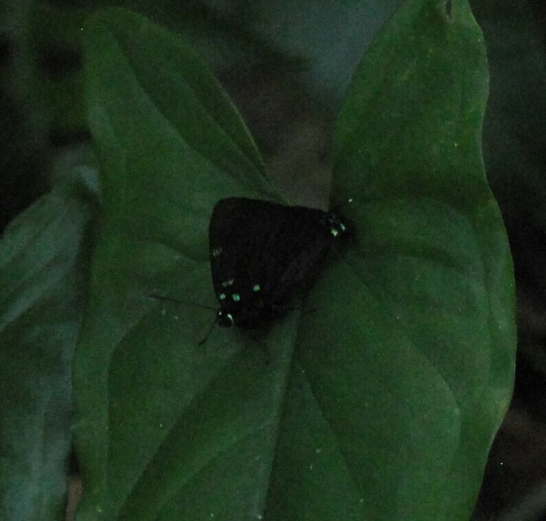 Green-spotted Brangas from San Juan Bautista Valle Nacional, Oaxaca ...
