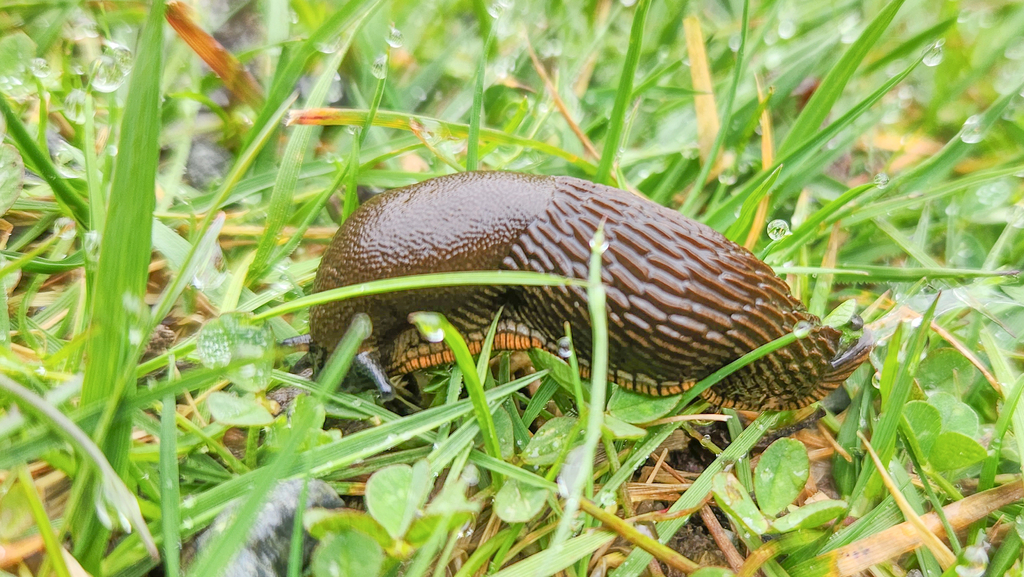 ater-group Arion Slugs from Federal Way, WA, USA on April 8, 2023 at 10 ...