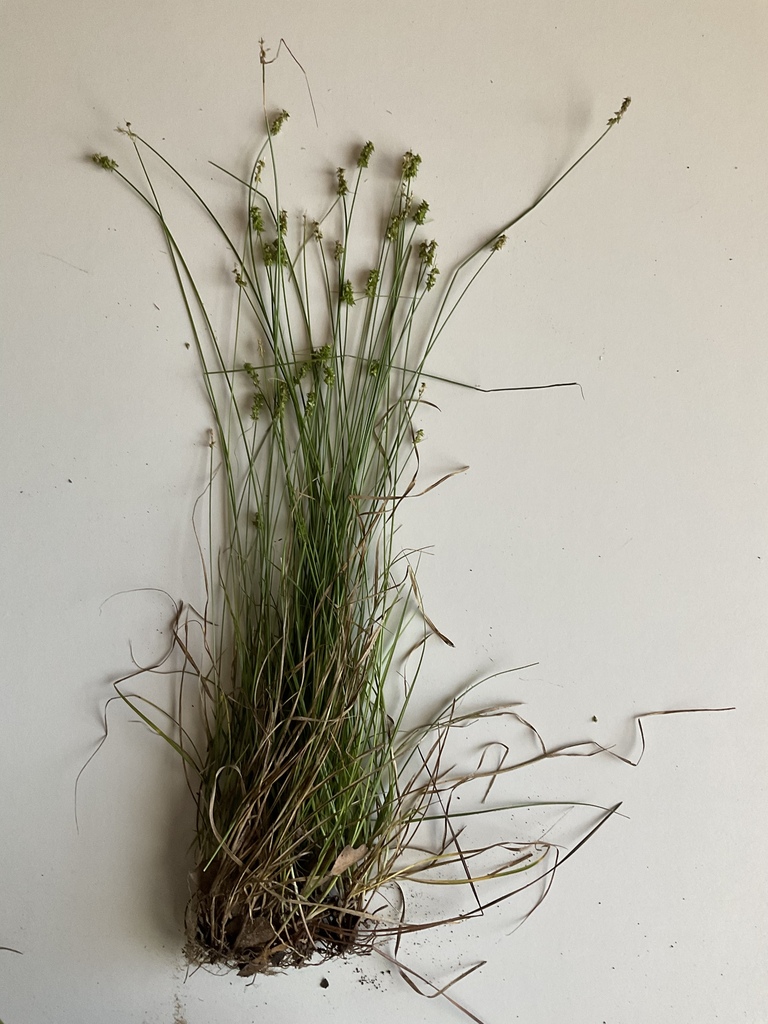 Reflexed Sedge from Smithville, TX 78957, USA on April 11, 2023 at 01: ...