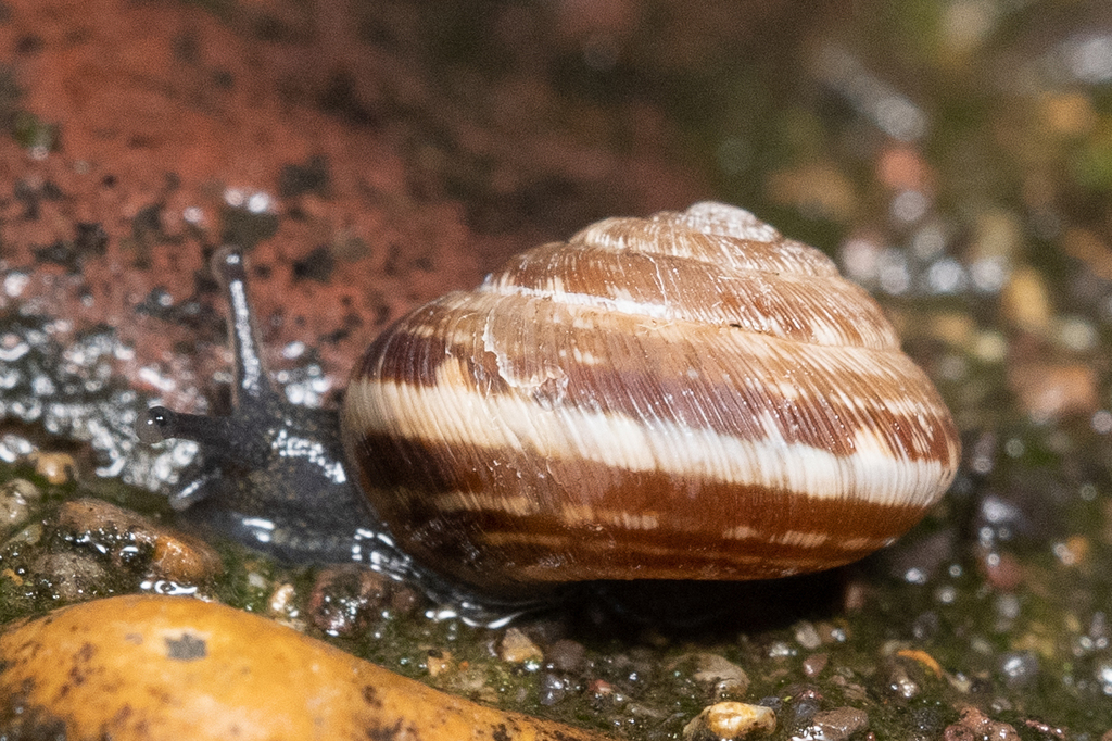 Wrinkled Snail in April 2023 by Casey H. Richart. Tentative ...