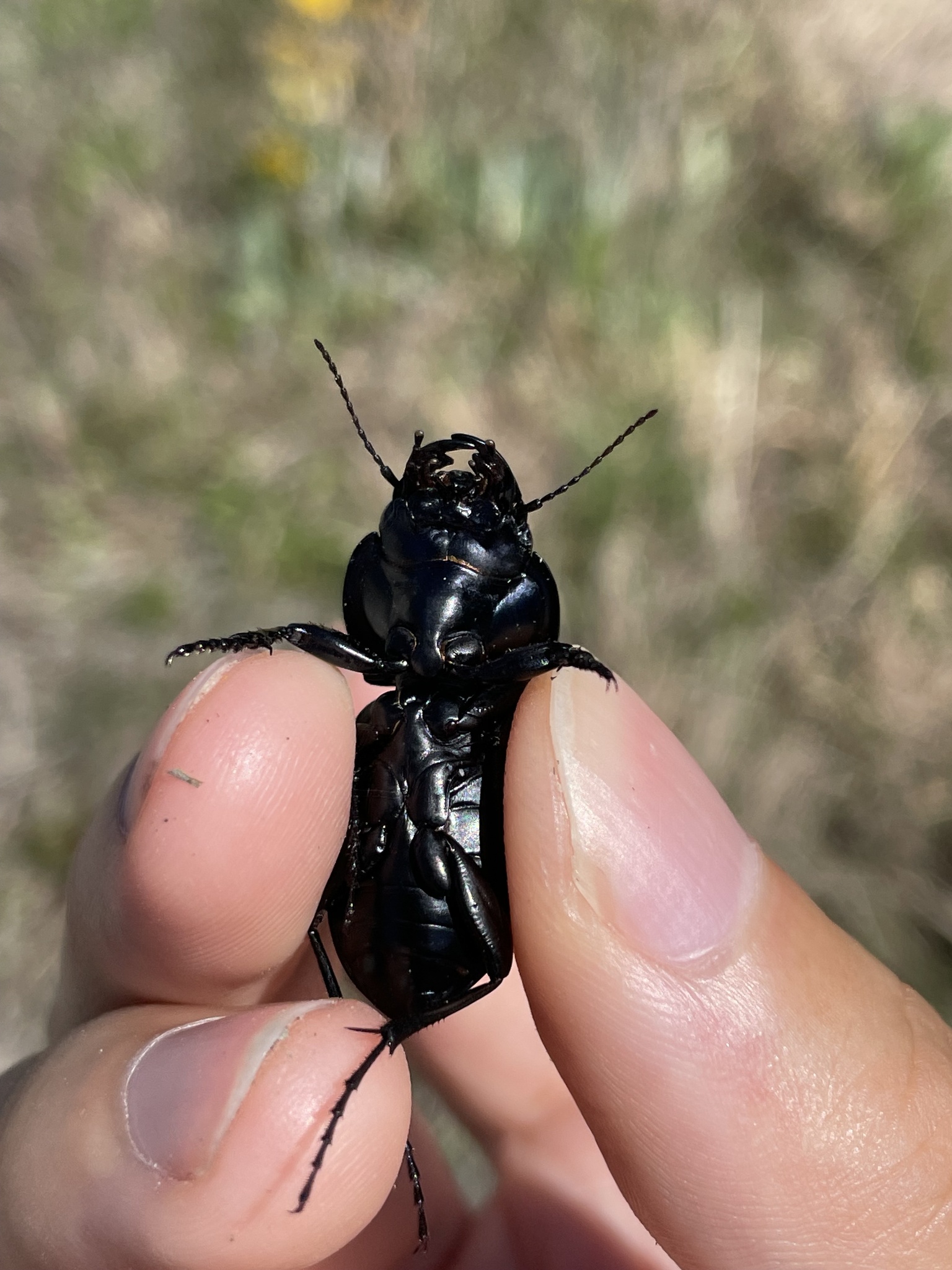 Pasimachus marginatus (Fabricius, 1787)