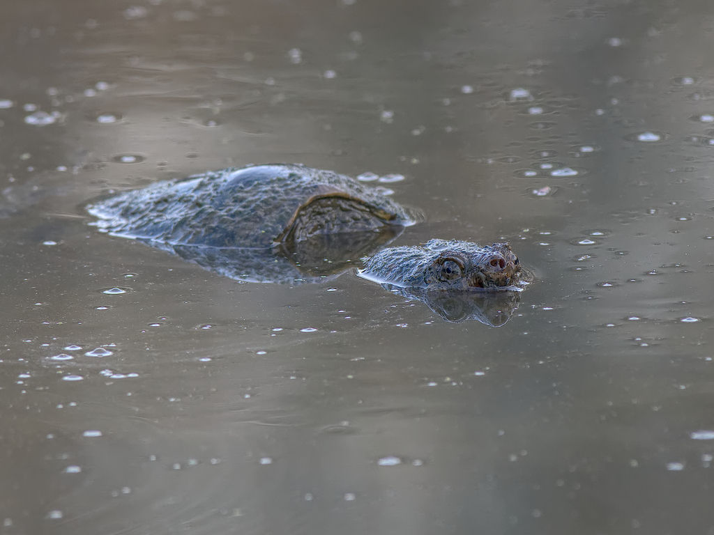 Common Snapping Turtle from Groveton, VA, USA on April 9, 2023 at 06:10 ...
