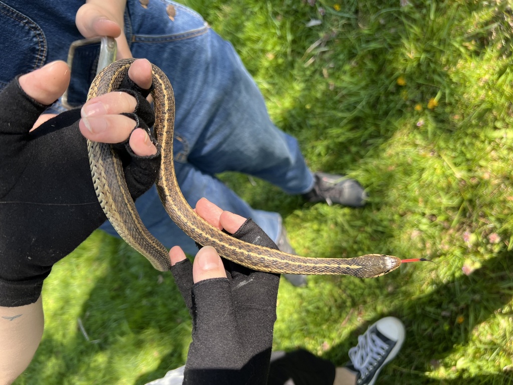 Common Garter Snake from University of Delaware, Newark, DE, US on ...