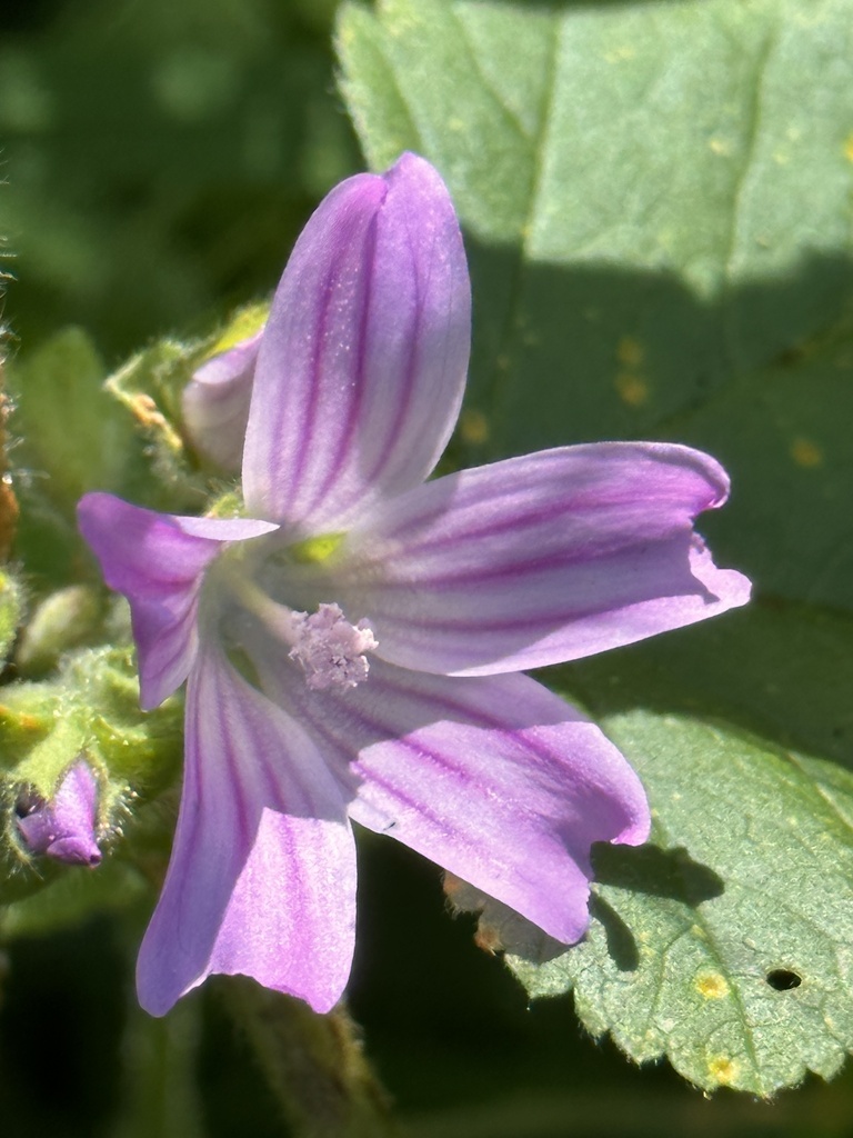 Cretan mallow from Dimond Canyon, Oakland, CA, US on April 12, 2023 at ...