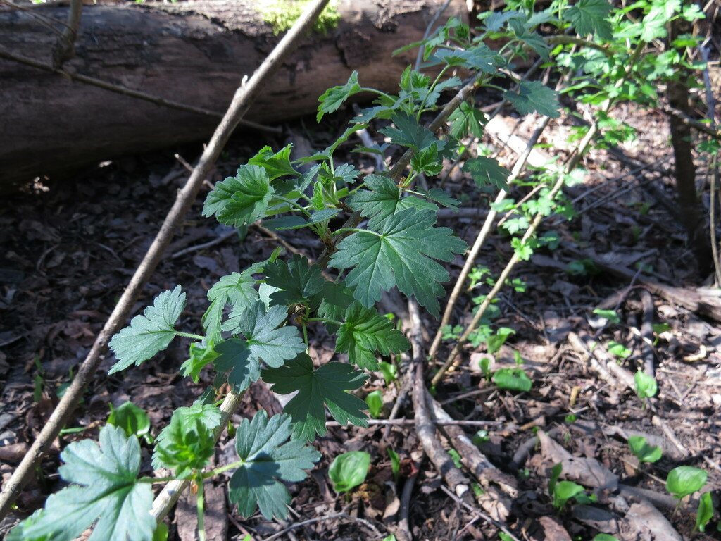 spreading gooseberry from Courtenay, BC, Canada on April 12, 2023 at 11 ...