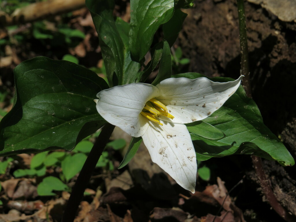 Pacific trillium from Courtenay, BC, Canada on April 12, 2023 at 12:46 ...