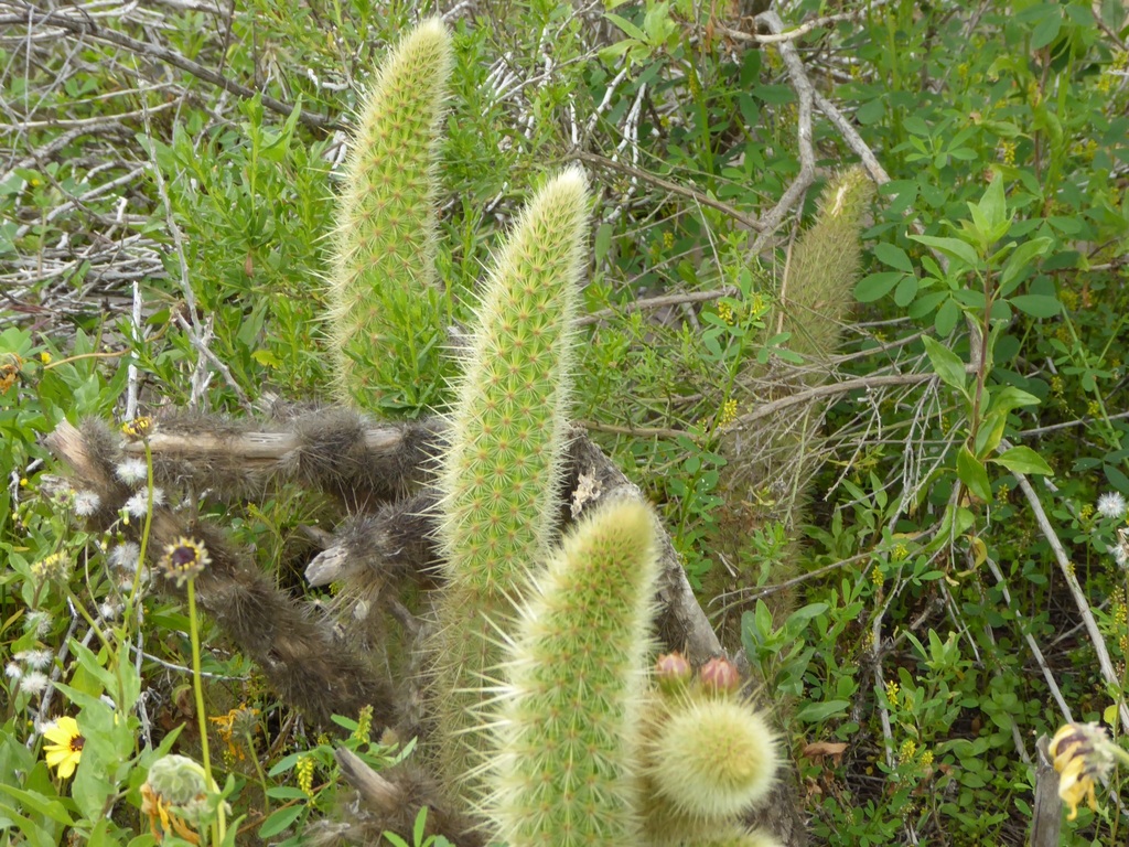 Golden-spined Cereus in April 2023 by hikingsandiego · iNaturalist