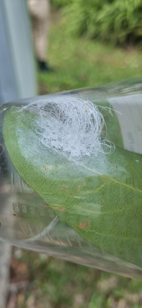 Aleuroctarthrus destructor from Cootharaba QLD 4565, Australia on March ...