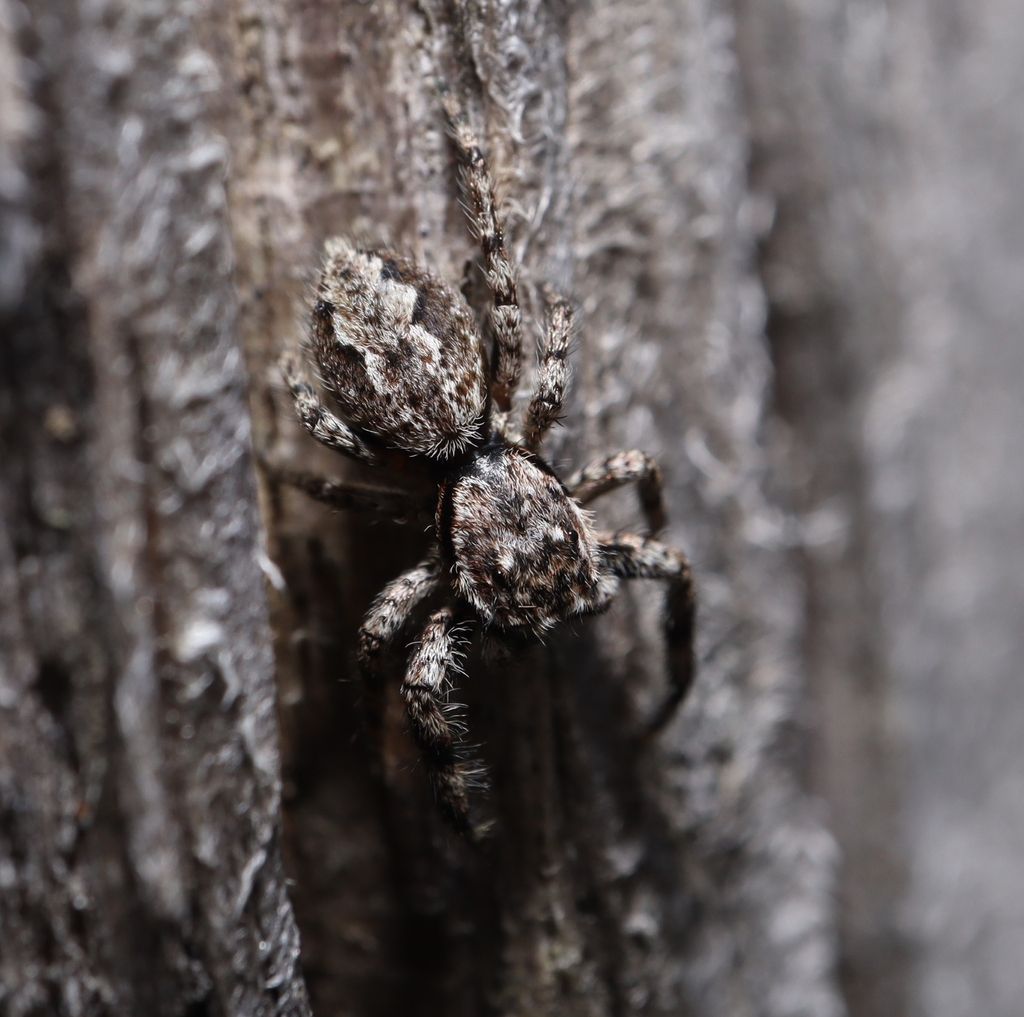Tan Jumping Spider from Lexington, MA 02421, USA on October 22, 2022 at ...