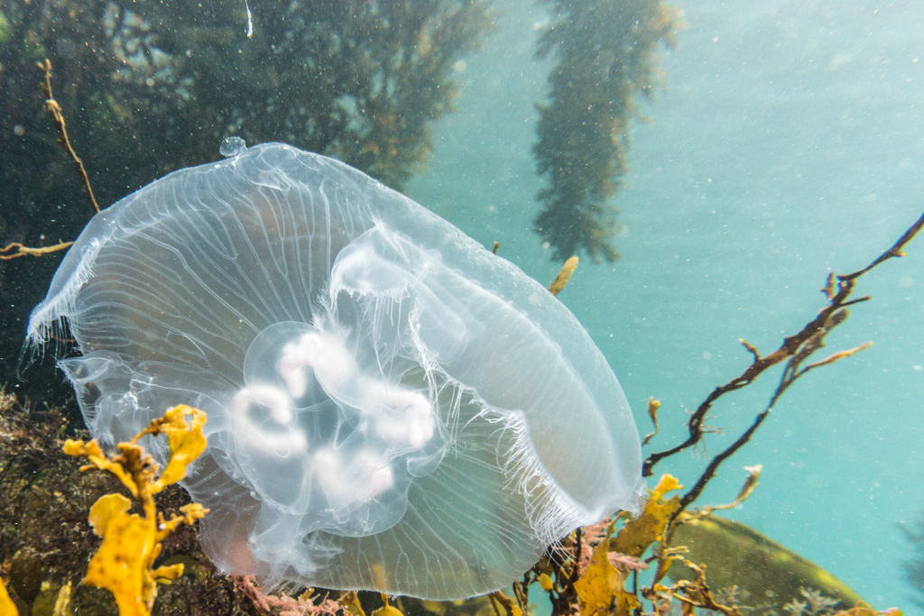 Moon Jellies from South Pacific Ocean, Wellington, NZ on April 5, 2023 ...