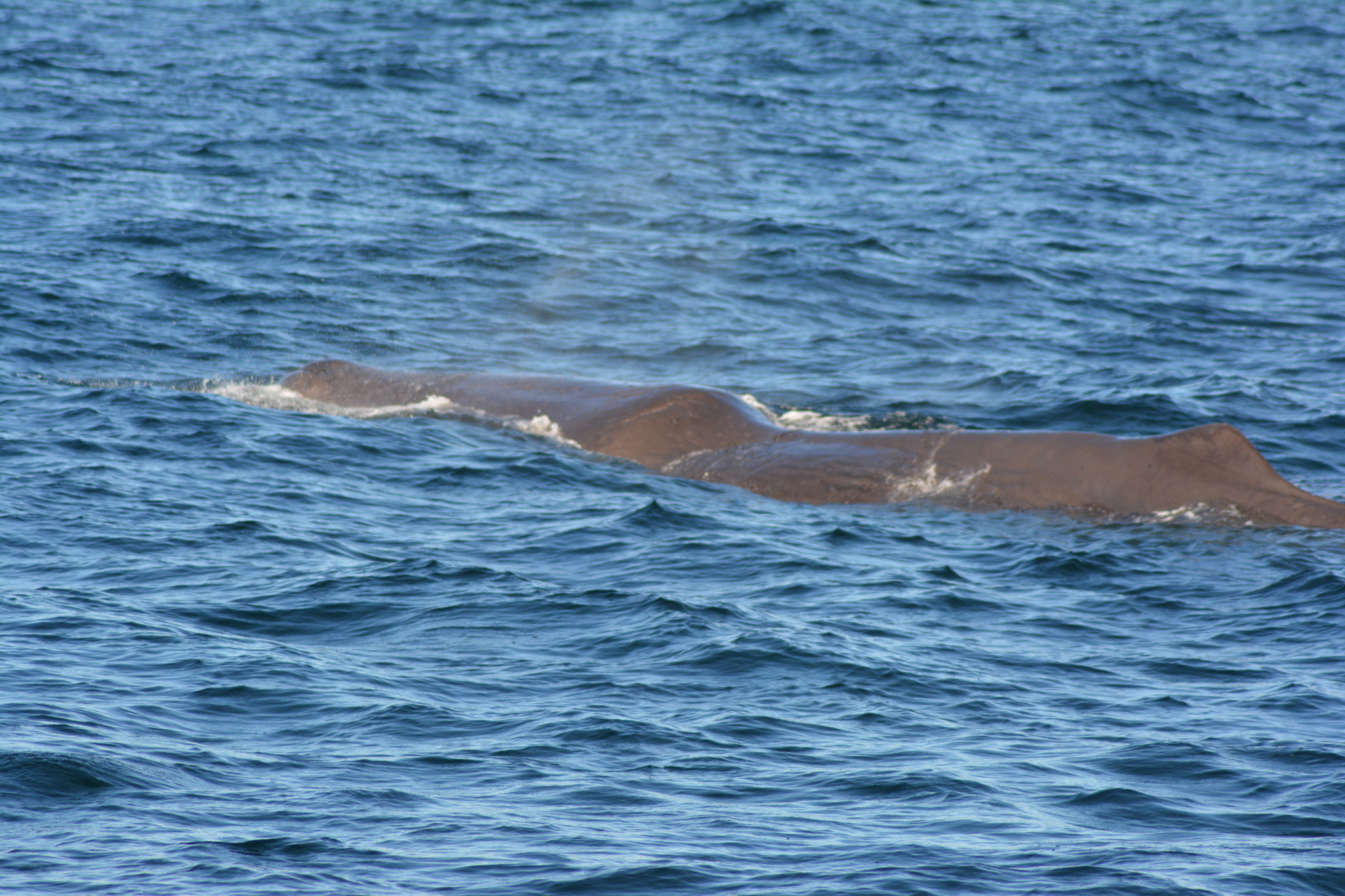 Physeter macrocephalus Linnaeus, 1758