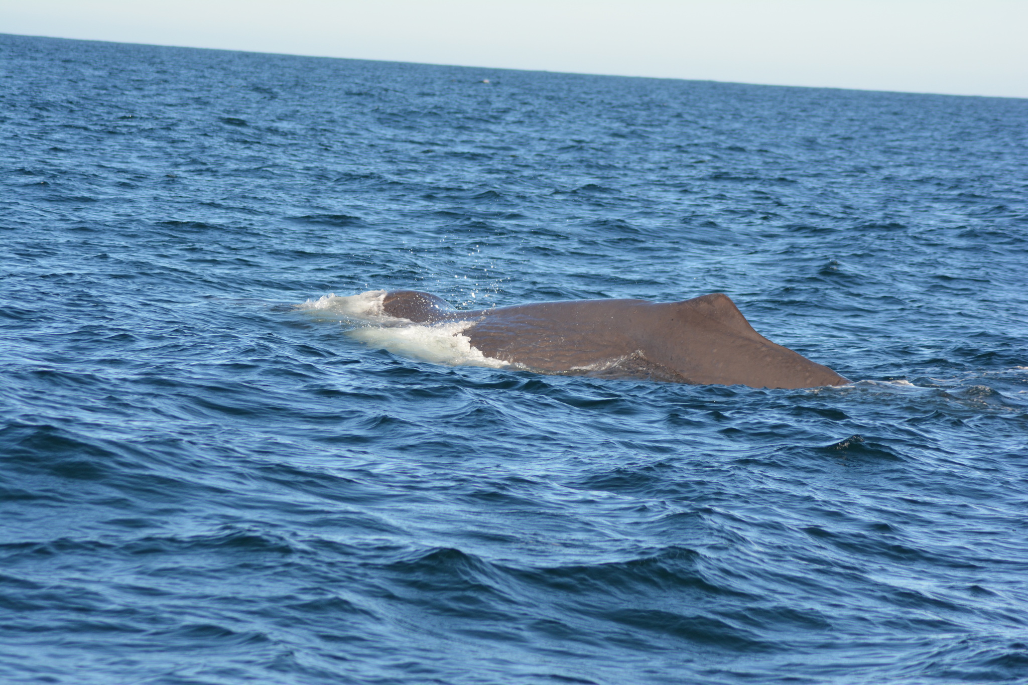 Physeter macrocephalus Linnaeus, 1758