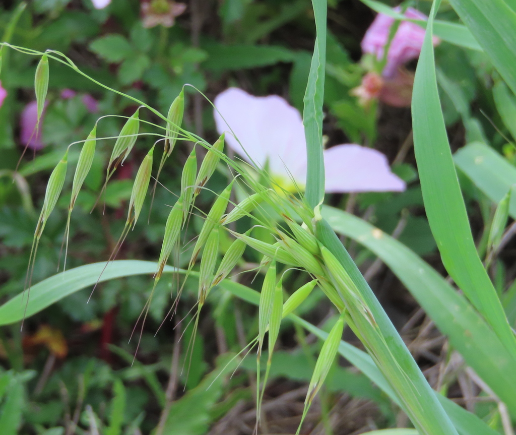 wild oat from Williamson, Texas, United States on April 12, 2023 at 01: ...