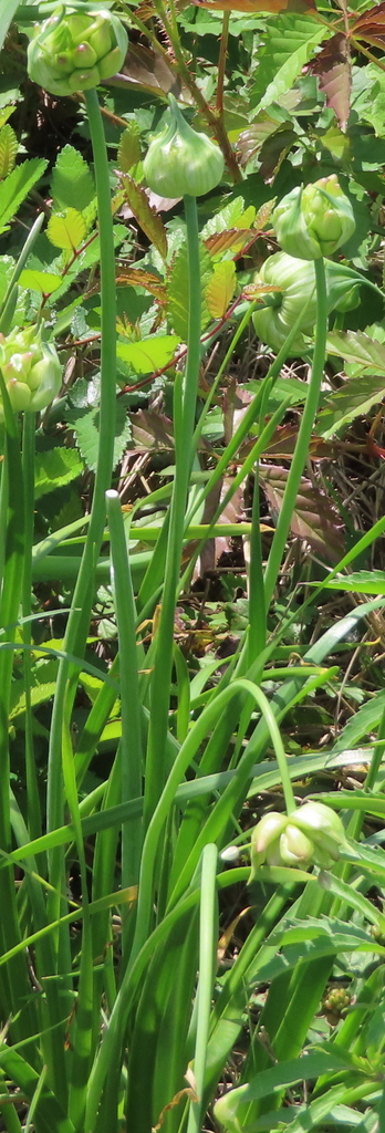 Canadian Meadow garlic from Williamson, Texas, United States on April ...