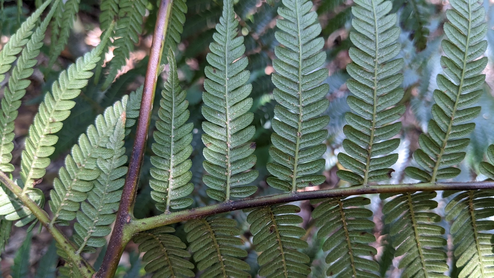 Alsophila fenicis (Copel.) C.Chr.