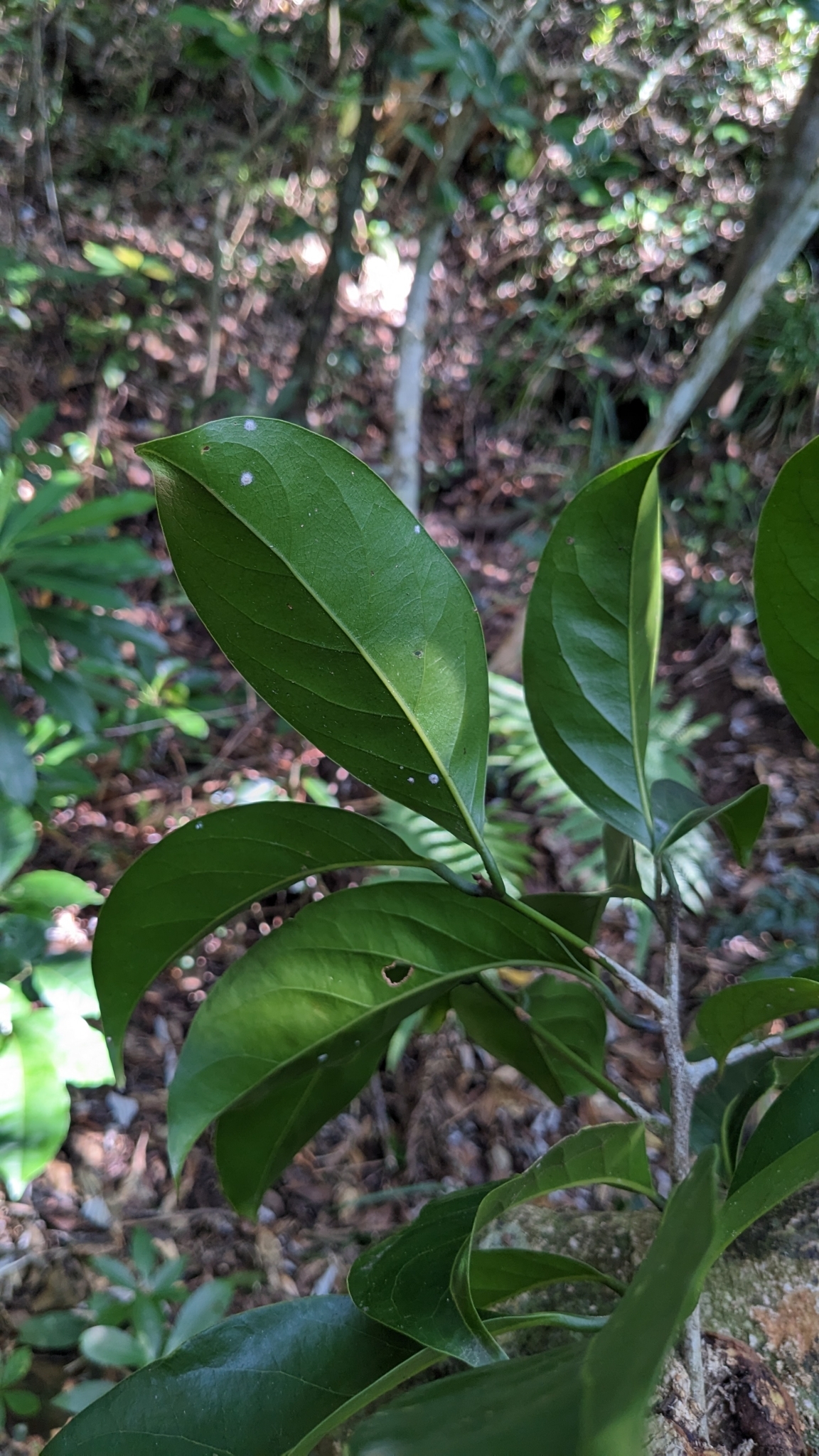 Endiandra coriacea Merr.