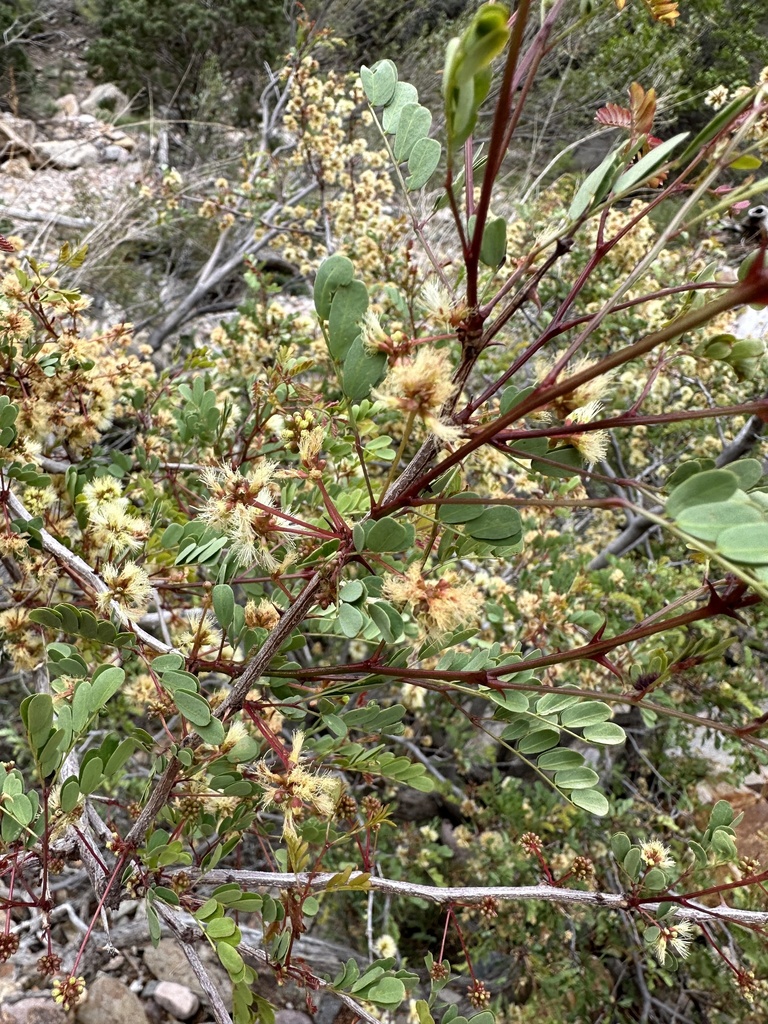 Roundflower Catclaw from Big Bend National Park, Alpine, TX, US on ...
