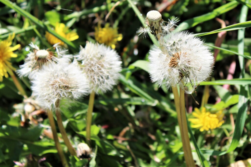 common dandelion from Middle Green Gulch Trail, California 94965, USA ...