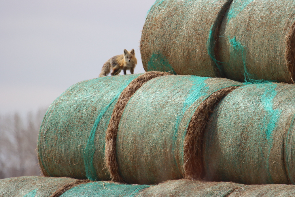 Red Fox from Newell County No. 4, AB T0J, Canada on April 12, 2023 at ...