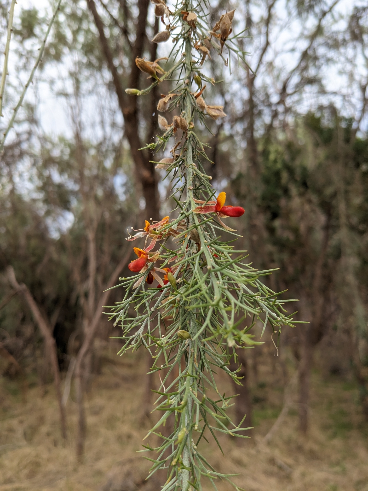 Jacksonia furcellata (Bonpl.) DC.