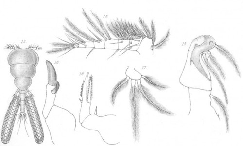 Bomolochus soleae · iNaturalist