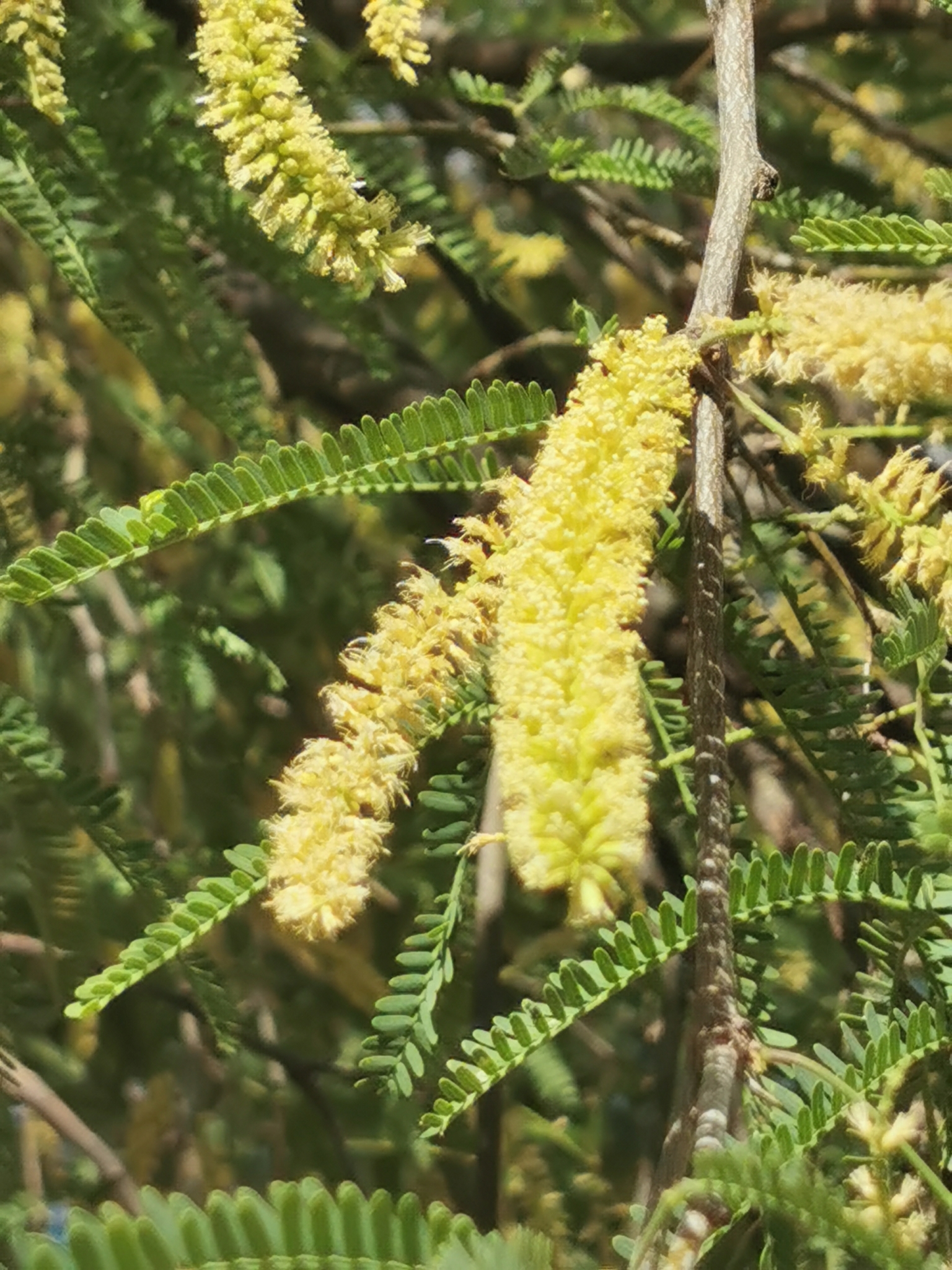Prosopis laevigata (Humb. & Bonpl. ex Willd.) M.C.Johnst.