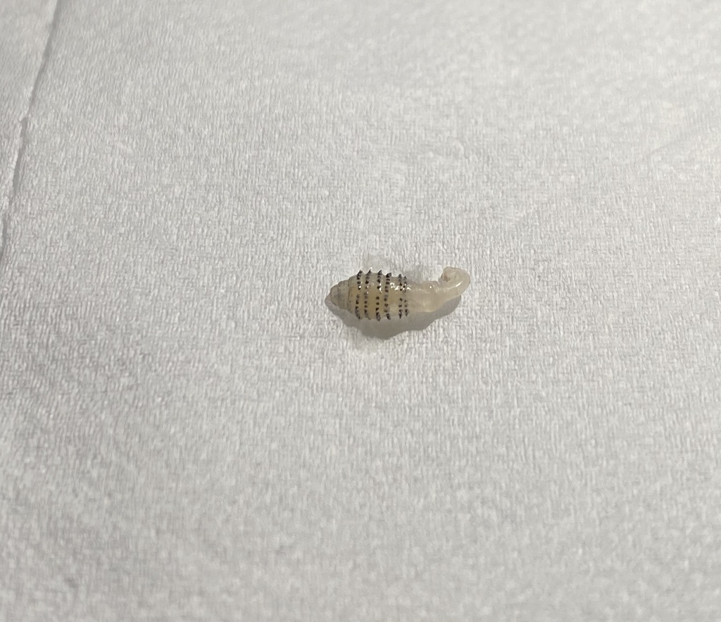 Human Botfly from Cabo Frio, RJ, BR on March 29, 2023 at 07:00 AM by ...