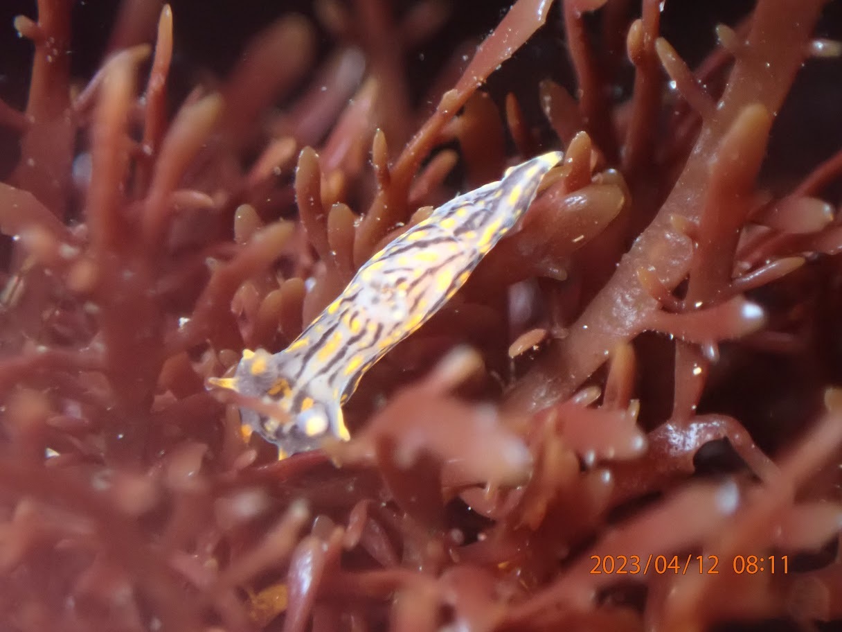 Polycera atra MacFarland, 1905